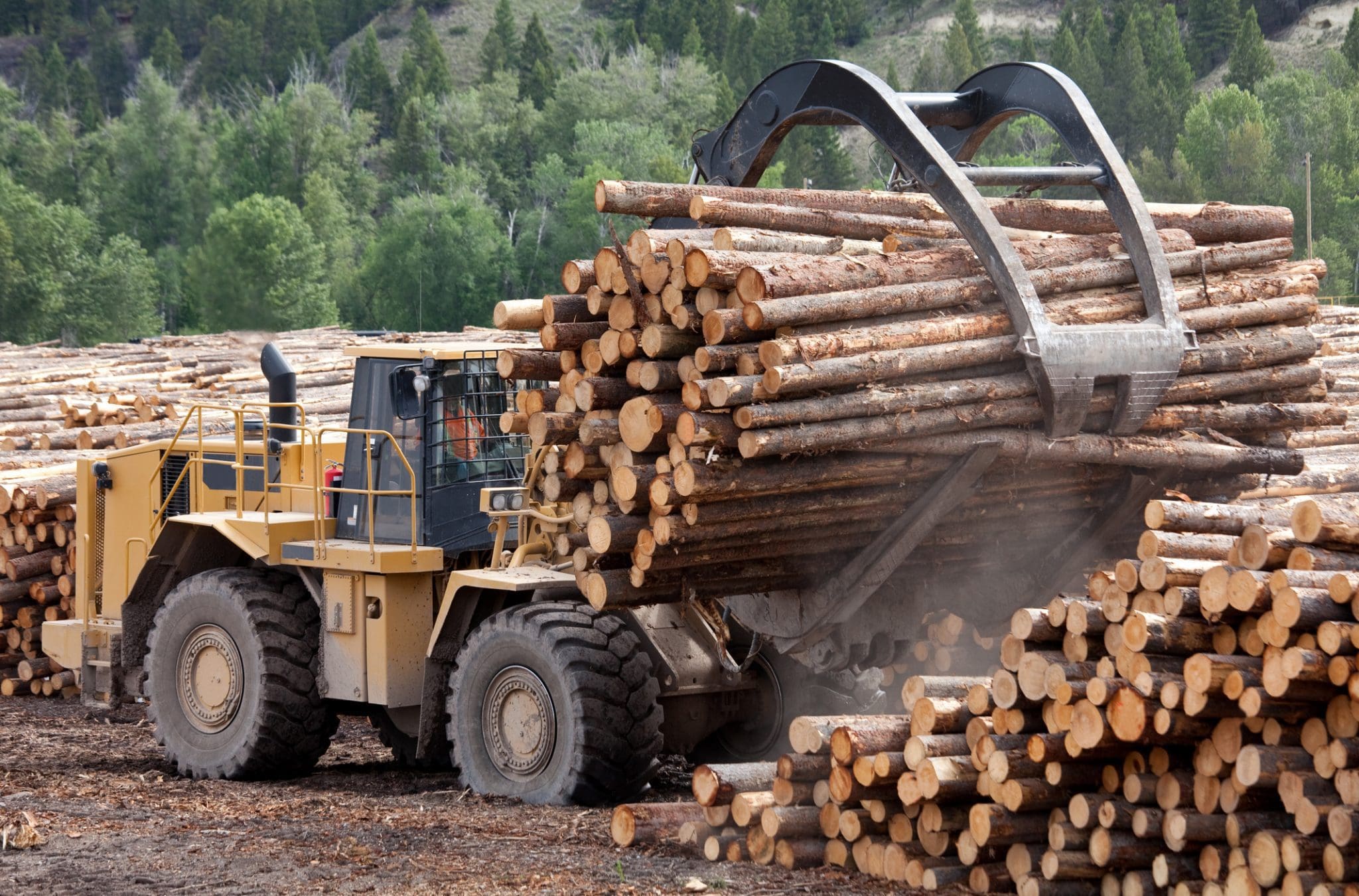 Illegal Logging Requirements